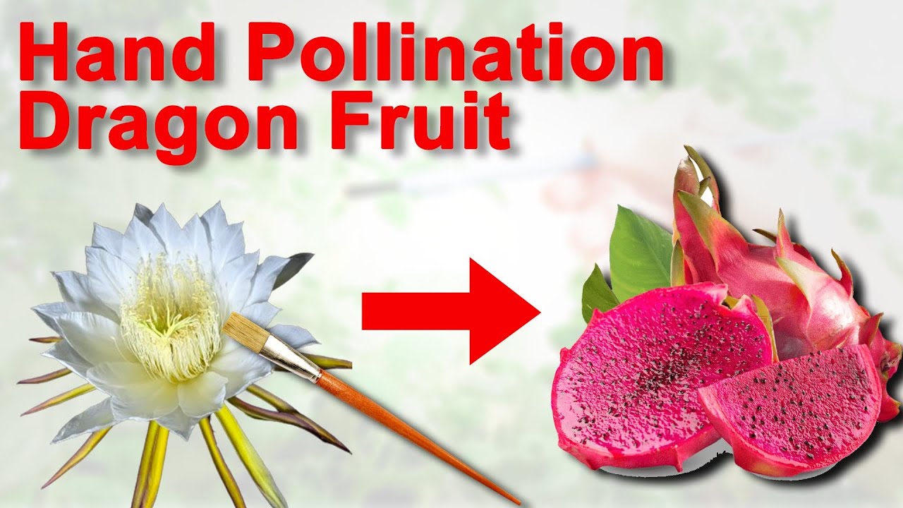 Dragon Fruit Flower Hand Pollination | ड्रैगन फ्रूट फूल का परागण हाथ से ...