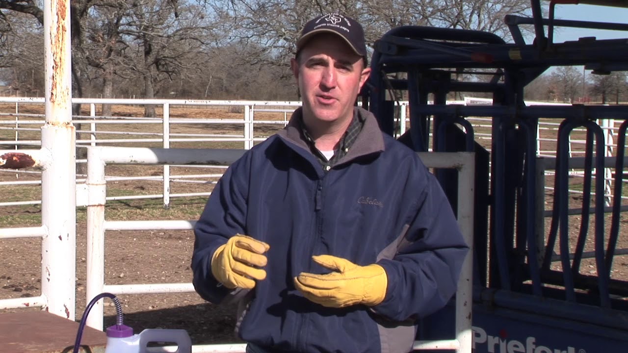 Jason Banta - BQA - Applying a pour on dewormer - YouTube
