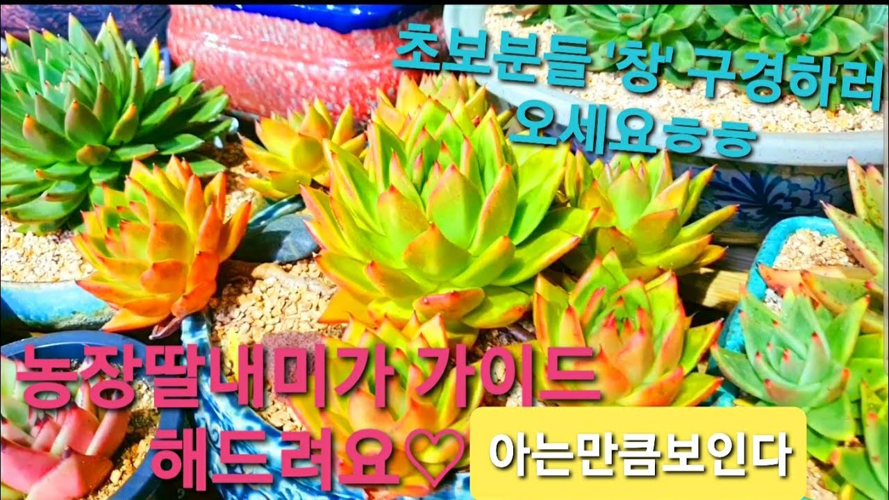 다육이♡ 농장딸내미가 가이드를 해준다구 초보분들 요즘 창에대해 많이 궁금하셨죠ㅎㅎ 제가 안내해드릴께요ㅎㅎ다육이키우기