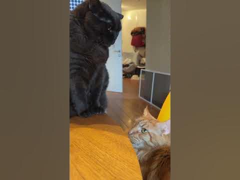 ВОНЯЕШЬ СЛАБОСТЬЮ ! Семейный кото прессинг! #соседи это не всегда # ...