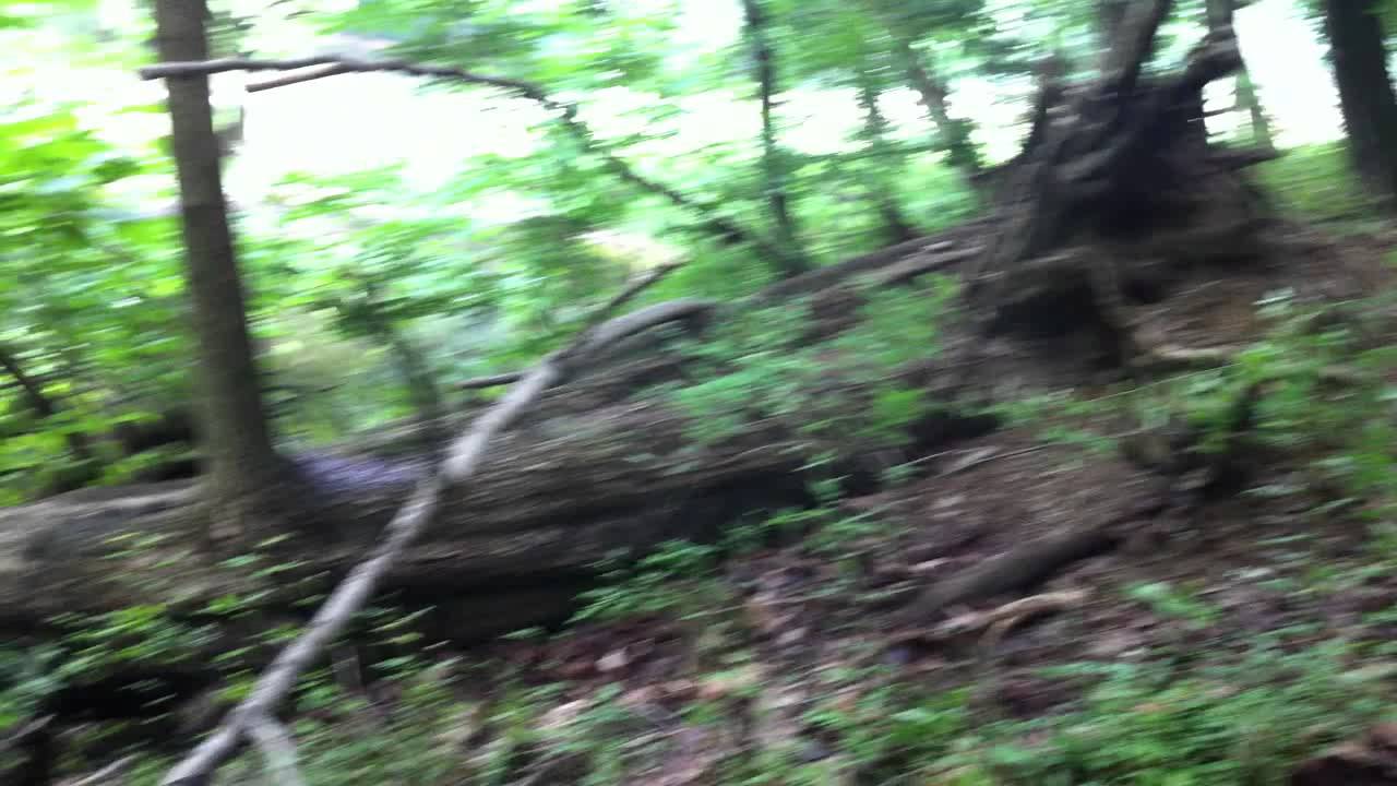 PD and Buddy's Stump - YouTube