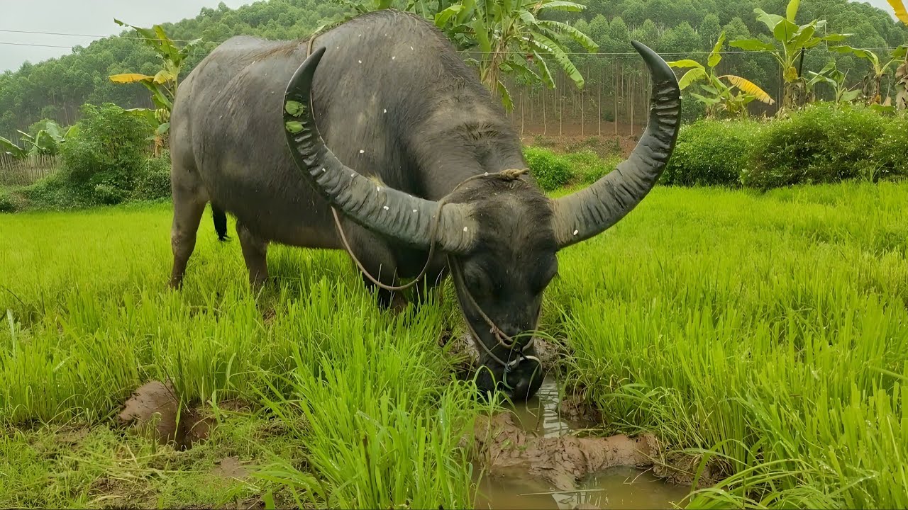 ASMR Experience with Buffalo Rick: Serene Grazing of the Chinese Bison ...
