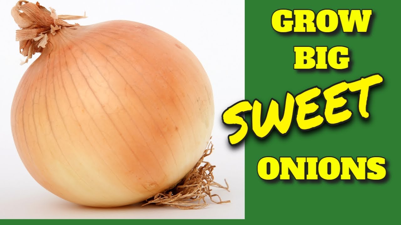 Grow BIG, SWEET Onions - Best Tips For 2023 #sweetonions # ...