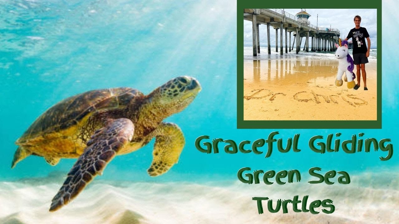Green Sea Turtles, Ocean Education Unicorn Jazz - The THING I Do, Kids ...