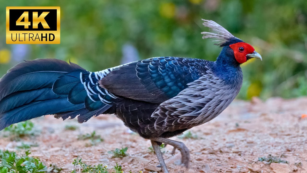 EXOTIC BIRDS - 4K ULTRA HD - Scenic Film With Nature Sounds - YouTube