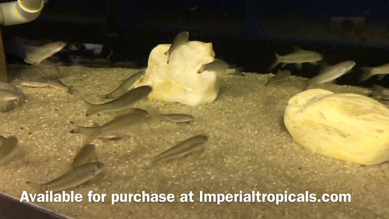 Garra Gotyla - Suckerhead Fish - YouTube