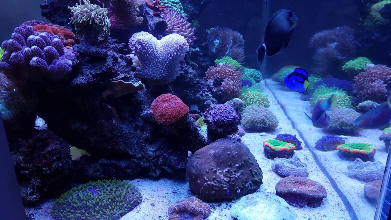 Amazing mixed reef tank - YouTube
