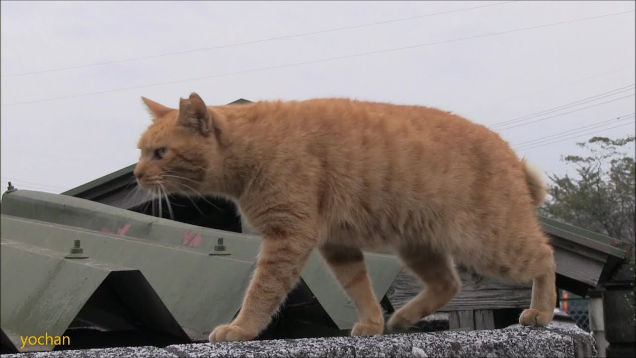 Cute Cat walking! concrete-block wall かわいい猫がブロック塀の上をお散歩 - YouTube