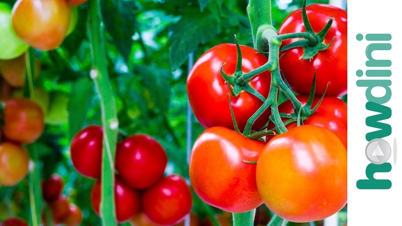How to train tomatoes - YouTube