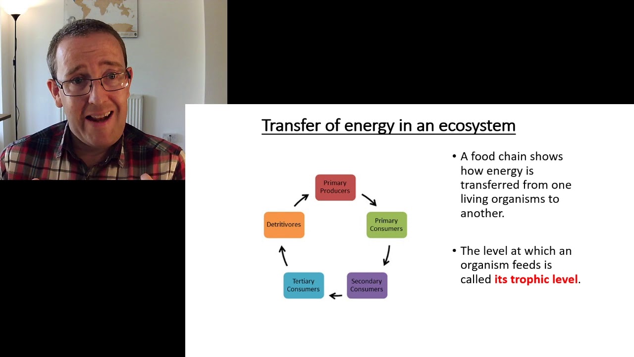 A Level biology: Energy and Ecosystems: Food chains and energy transfer ...