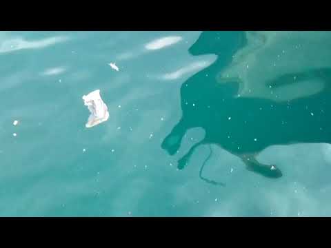 HATAY İSKENDERUN SAHİLDE BİR GÜN GEÇİRMEK BALIK, PARAŞÜT