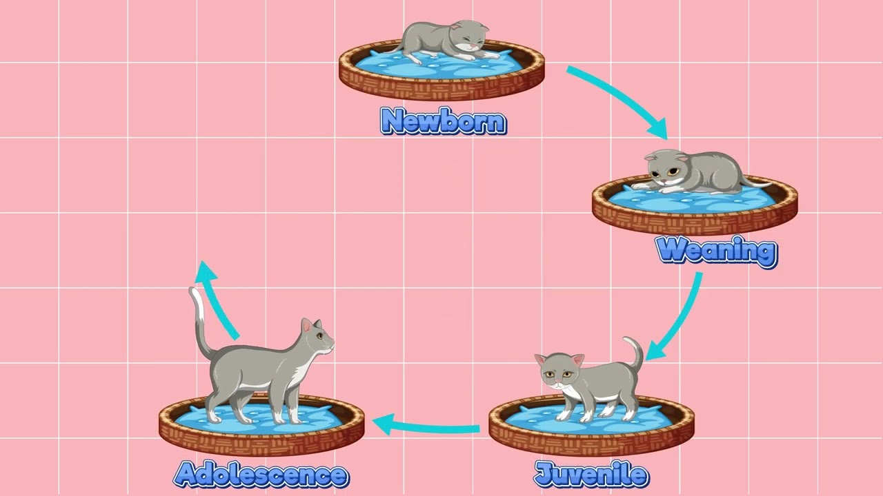 Cat Life Cycle Vintage Hardback The Life Cycle Book Of Cats 1974