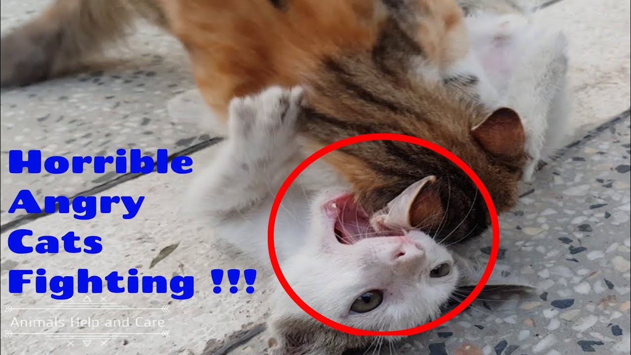 Horrible Cats Fighting With Sound - Real and Epic Cats Fighting Gone ...