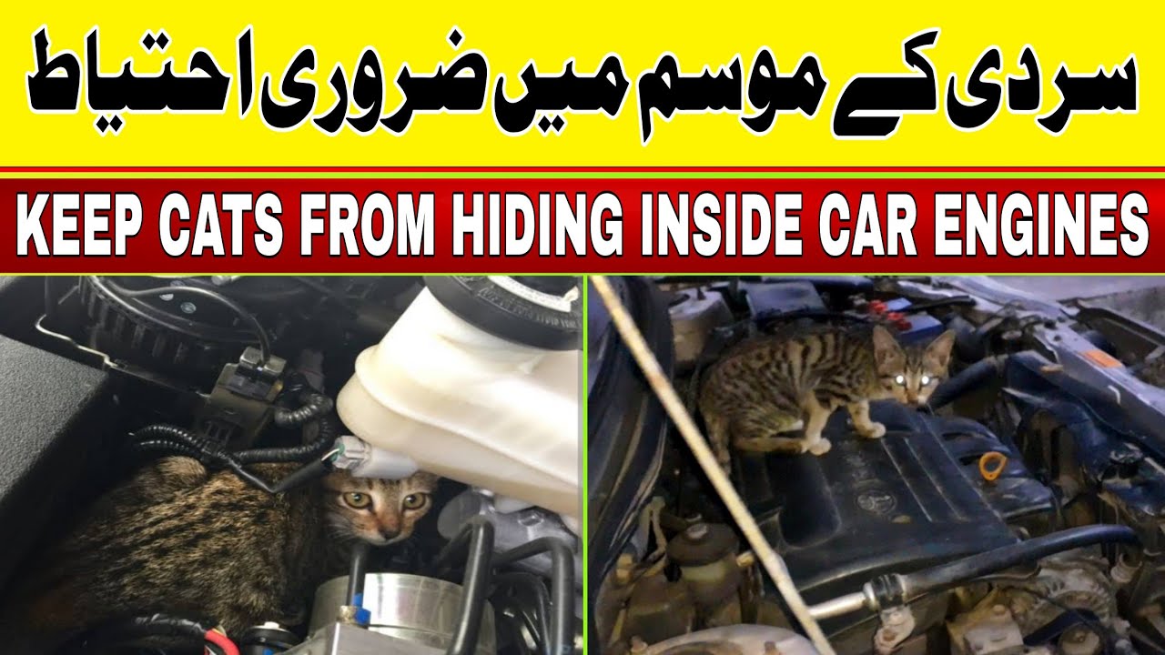 how to keep cats from hiding inside car engines and wheels #save # ...