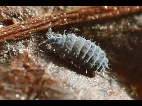 Springstaart Neanura muscorum - YouTube