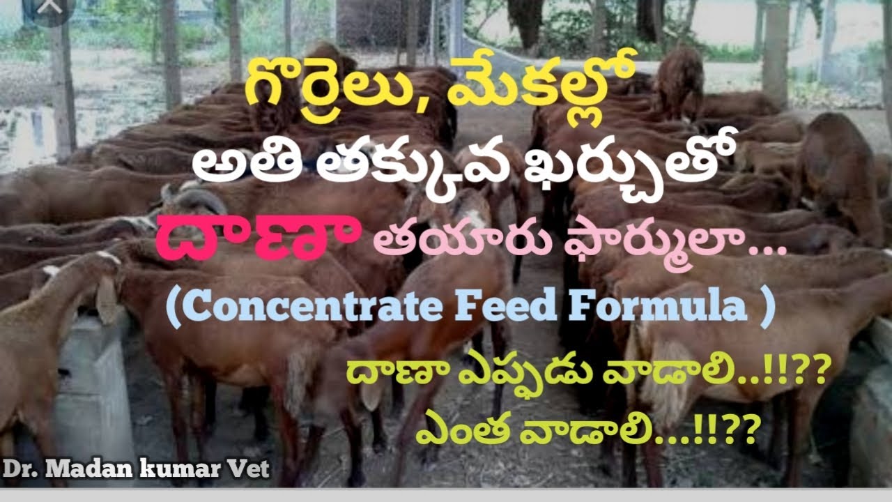 Low Cost and the best Concentrate Feed Formula for Sheep and Goat ...