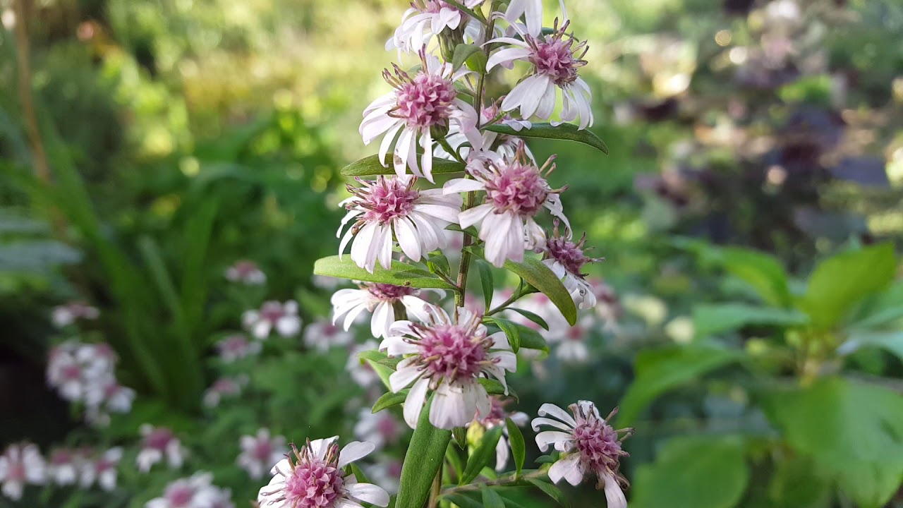 aster lateriflorus pink button - YouTube