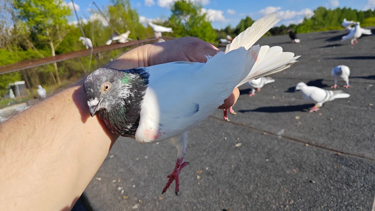 TOMILI FR 87 złapałem Ci budapeszta 🤣Twoje znaki 😂 - YouTube