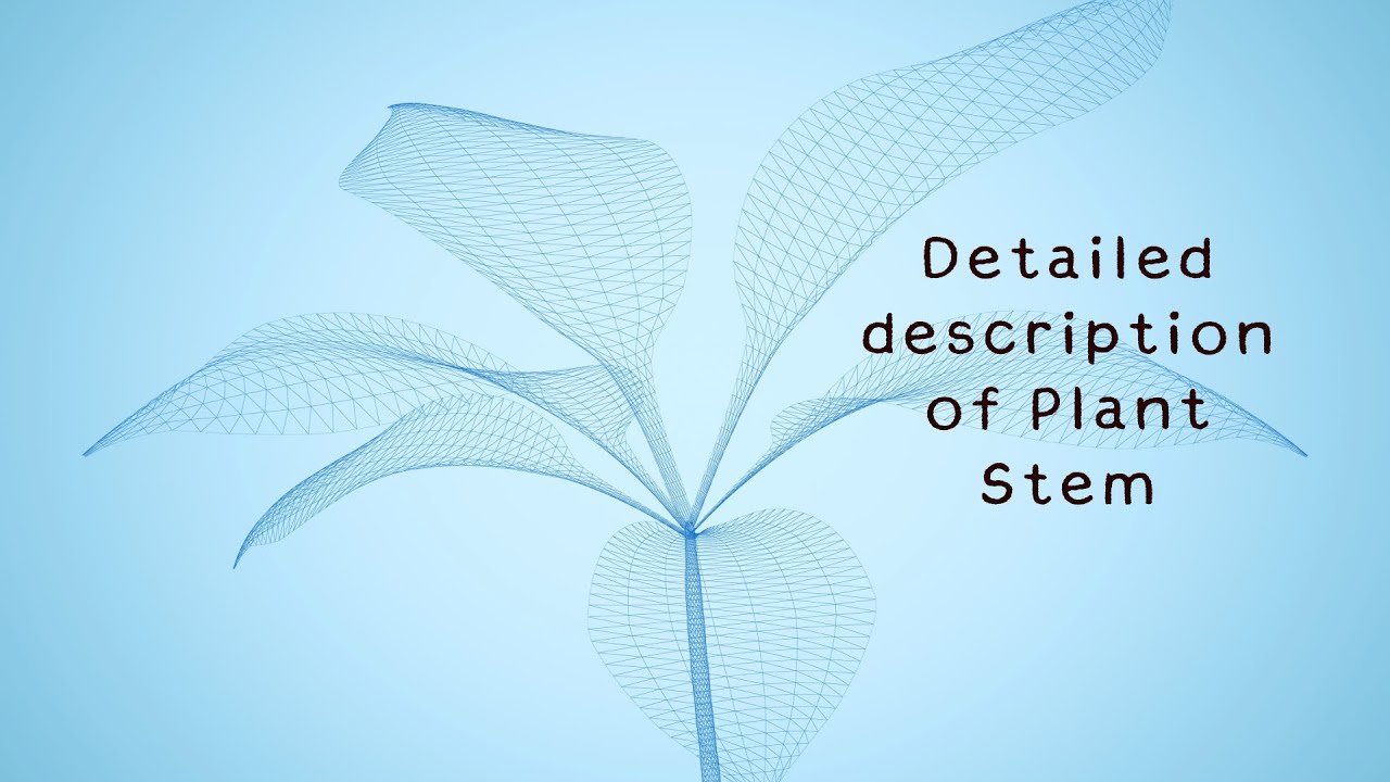Detailed description of Plant Stem - YouTube