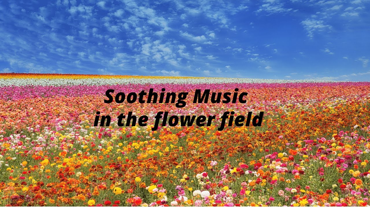 RELAXING MUSIC in the flower field - YouTube