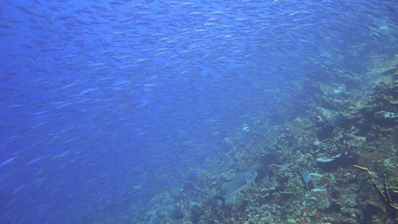A Million FIsh - YouTube