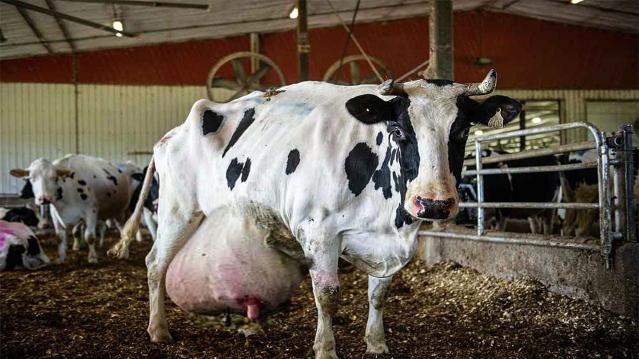 What's happening on our farm right now? 🌾🐄 | Behind the Scenes at Our ...