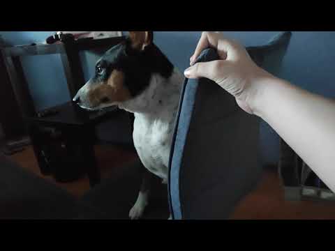 let zabaga na grezle