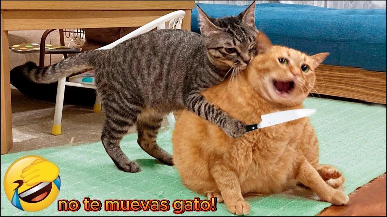 😸🐾 ¡Risas Garantizadas! Gatos Cómicos y sus Travesuras Más Divertidas 🐈 ...
