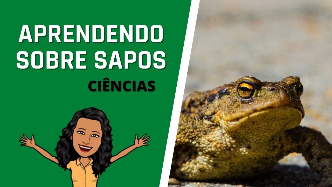 APRENDENDO SOBRE OS SAPOS - YouTube