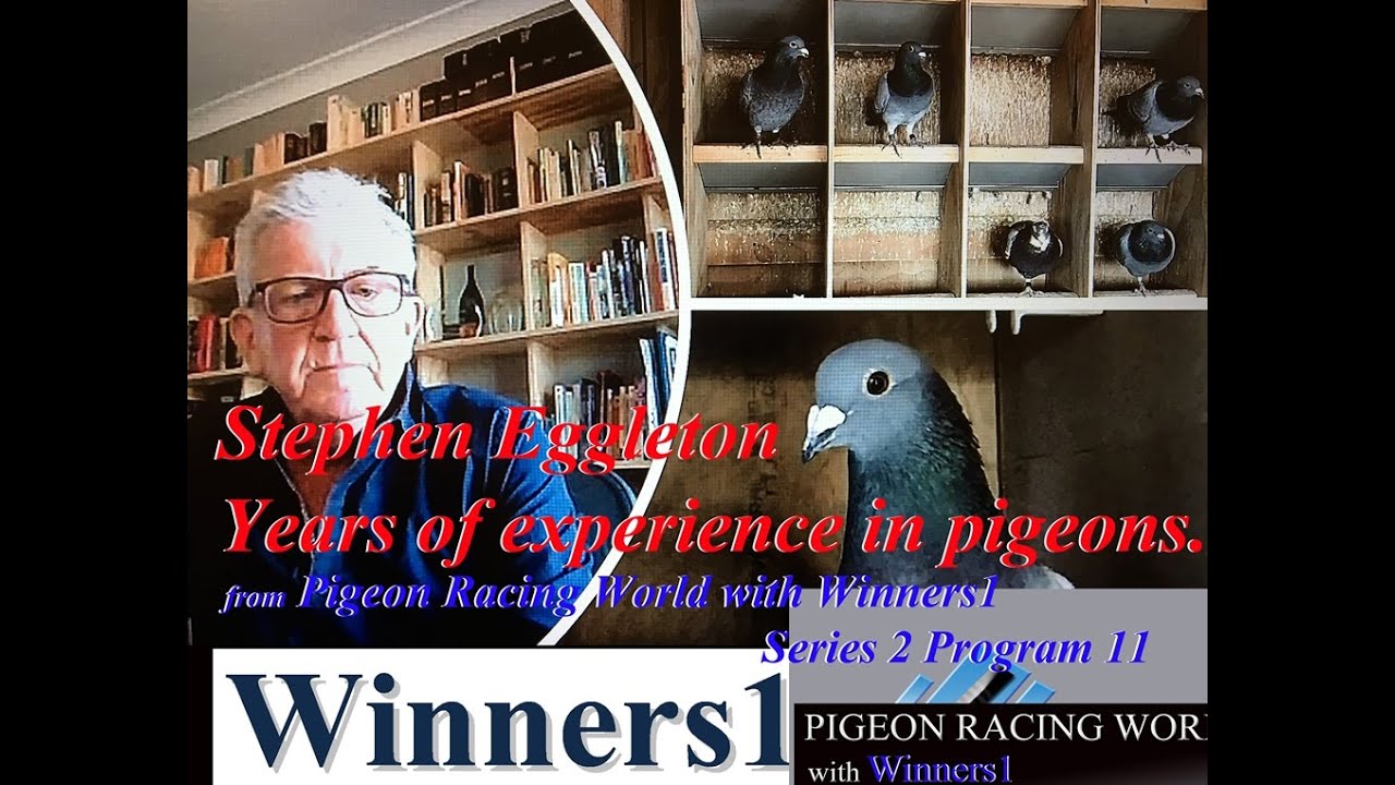 Stephen Eggleton. Years of experience in pigeons. Series 2 Program 11 ...