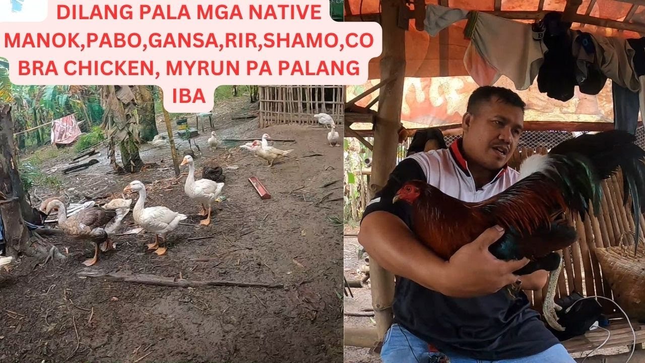 DILANG PALA MGA NATIVE MANOK,PABO,GANSA,RIR,SHAMO,COBRA CHICKEN, MYRUN ...