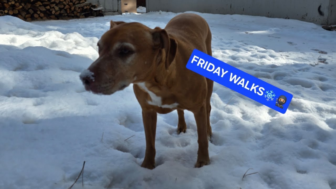 🥷🏽Friday Walks ️#droku #pb - YouTube