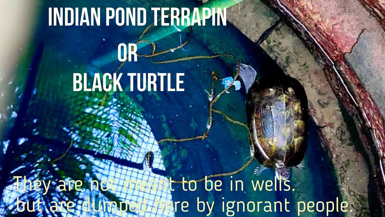 Indian pond terrapin rescued from a well - YouTube