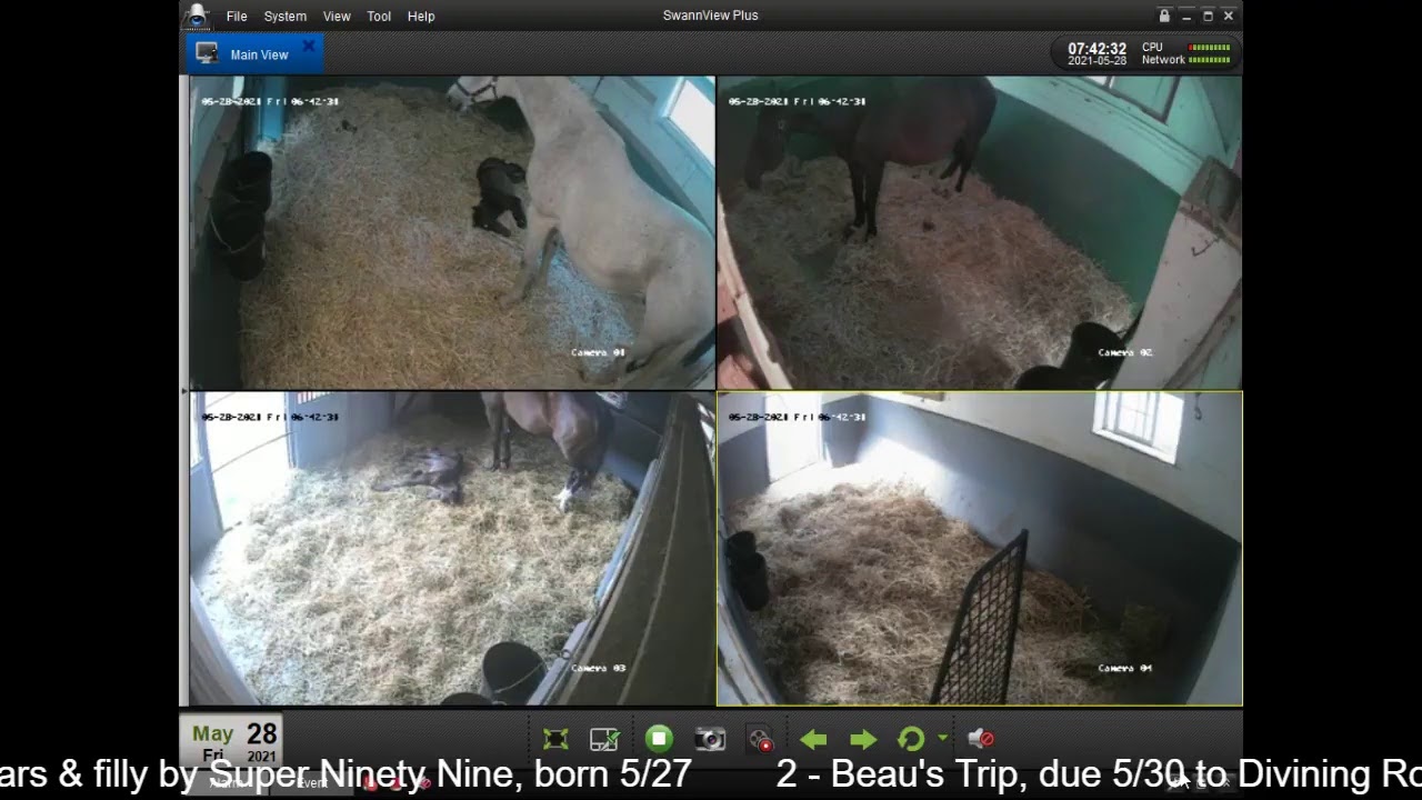 Country Life Foaling Cameras - YouTube