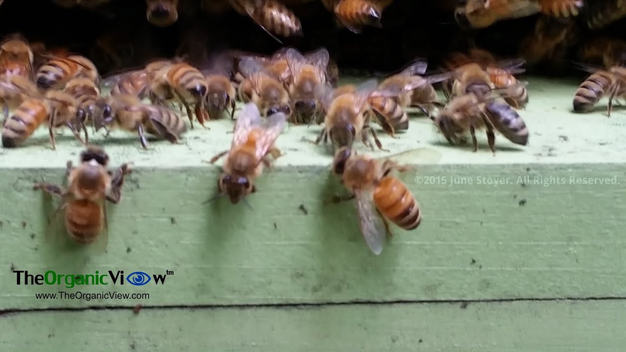 African Bees, Beetourism, LA Bees, Honey Friends - YouTube