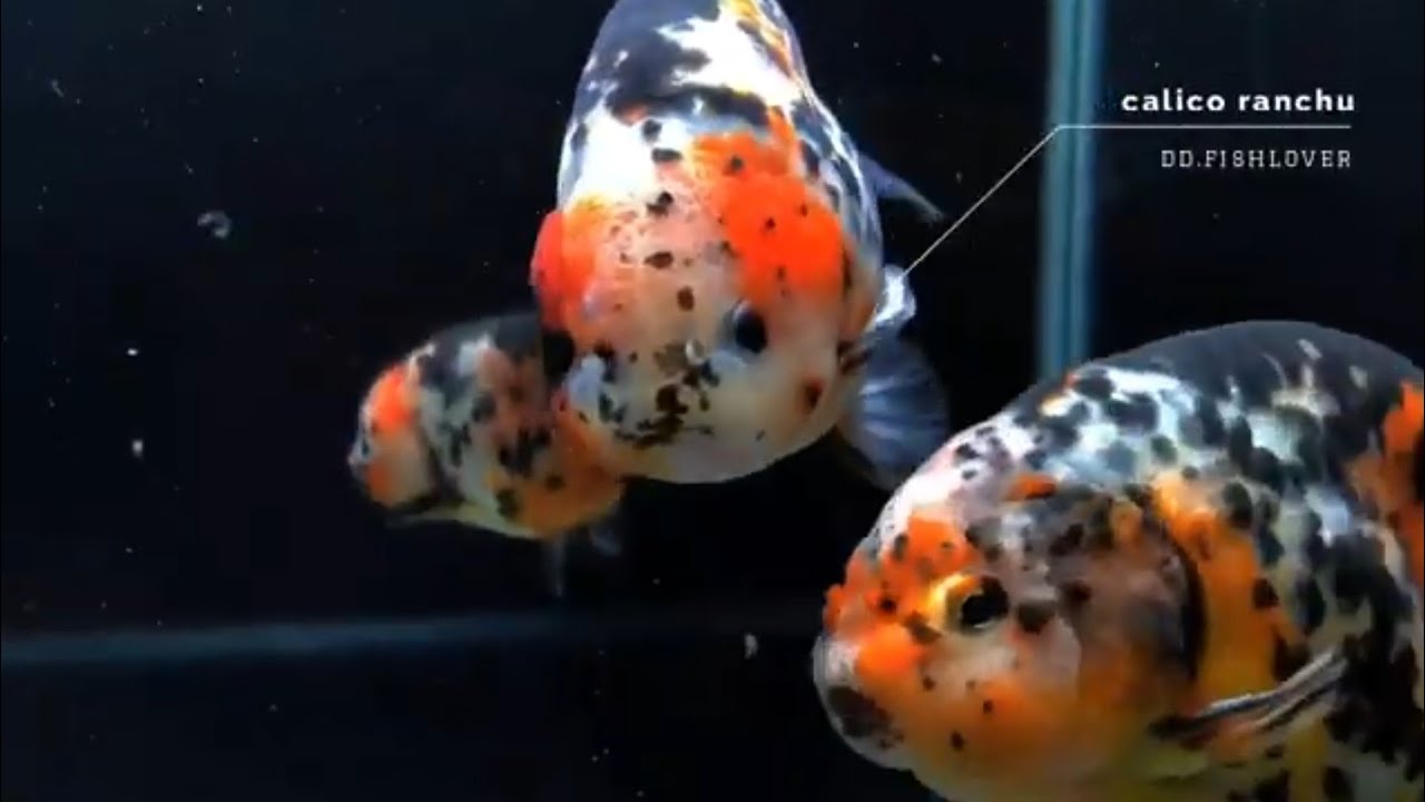 Mas Koki Ranchu - YouTube
