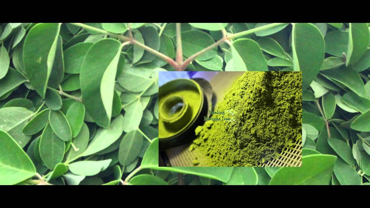 Organic Moringa Powder (Mega Green) - YouTube