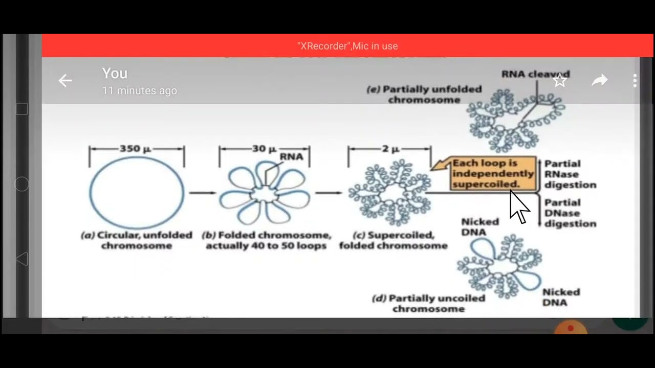 Prokaryotic chromosome organization Dr. V P Gupta - YouTube