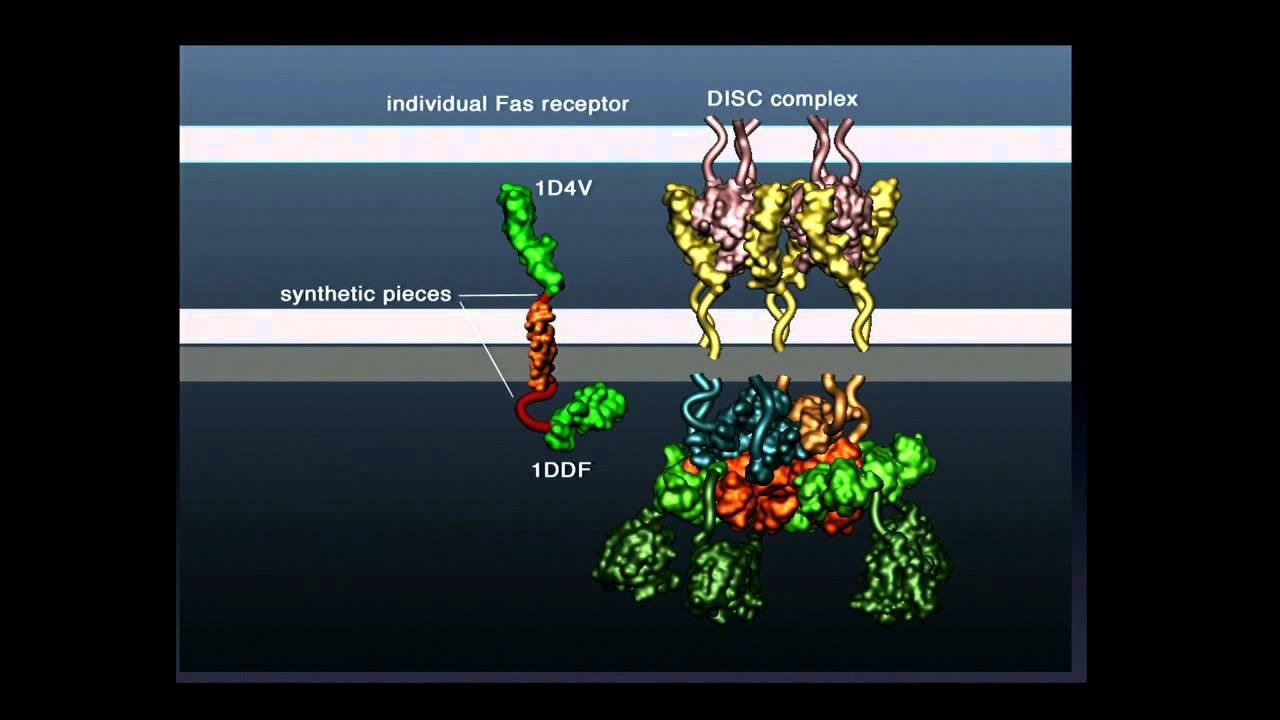 Gaël McGill: Visualizing Protein Dynamics - YouTube