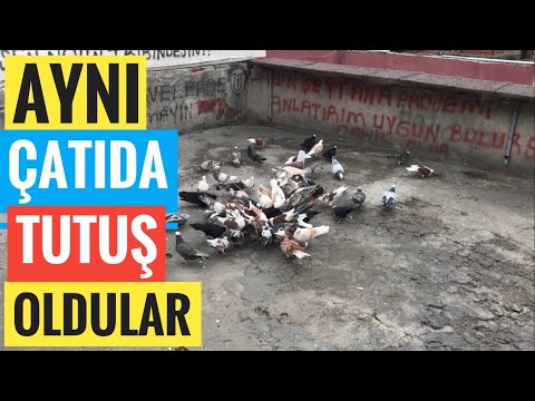 HAKANLA UTKU NEDEN TUTUŞ OLDULAR HANGİSİ VAZGEÇTİ?