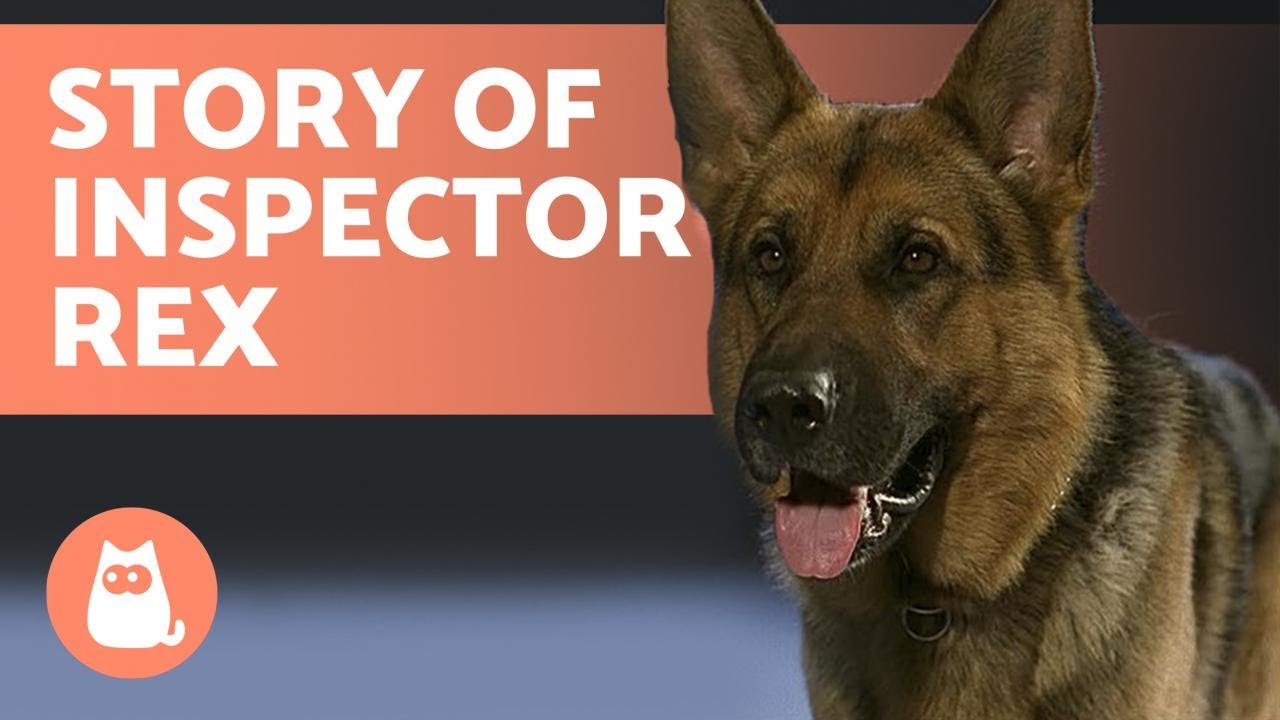 The Story Of INSPECTOR REX The Most Famous POLICE DOG In Europe the-story-of-inspector-rex-the-most-famous-police-dog-in-europe