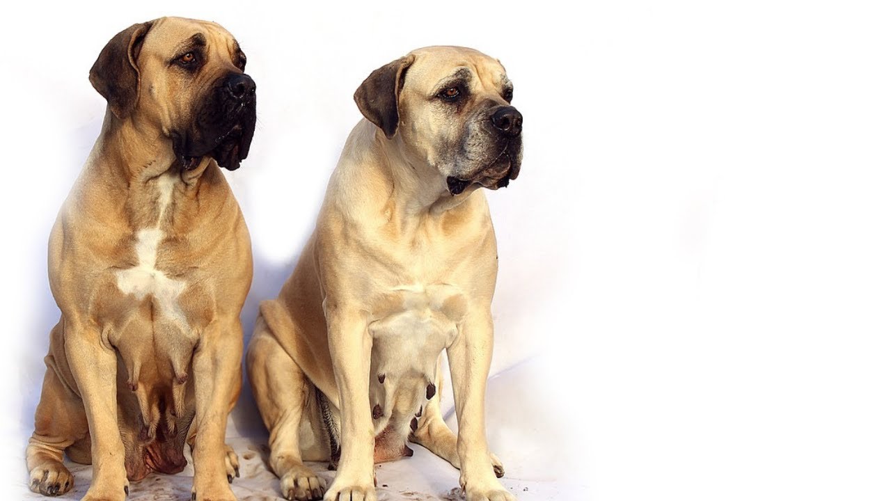 Mastiff Temperament - Are English Mastiff Aggressive? - YouTube