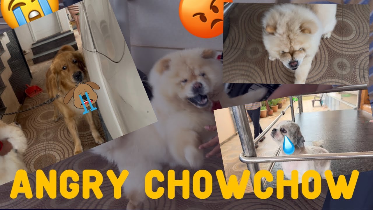 "Angry Chow Chow Meets His New Frenemies 🐶 🐕 | Chaos Unleased!” - YouTube