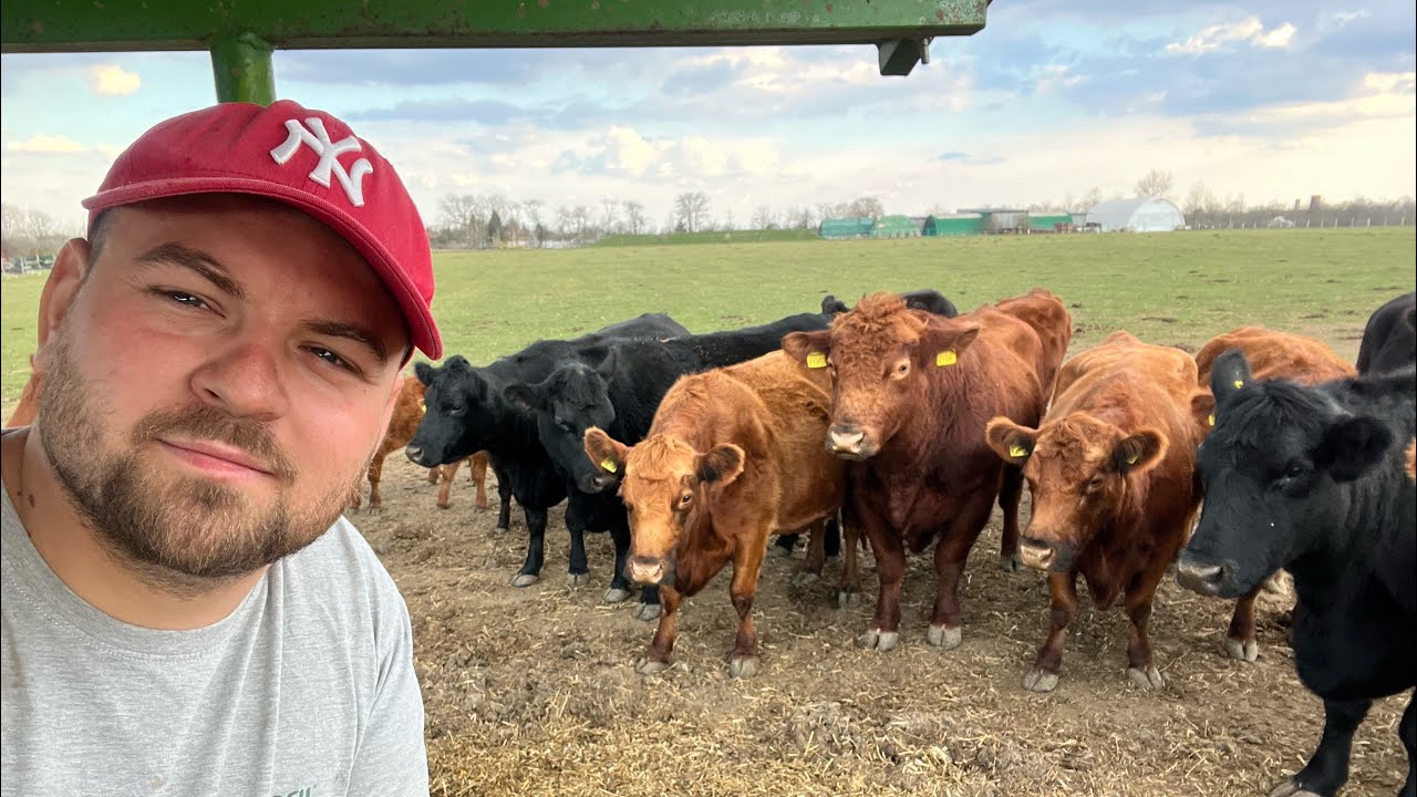 Első vlog, marha etetés és rövid bemutatkozás John Deere 3200, Angus ...