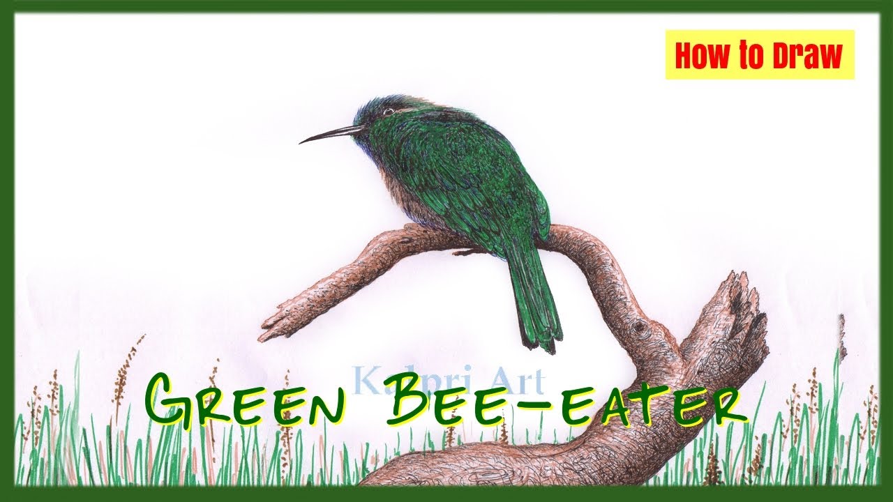 How to draw Asian Green Bee-eater || Ballpoint pen drawing - YouTube