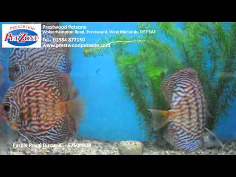 Purple Royal Discus 4" - 6760PRD4 - YouTube