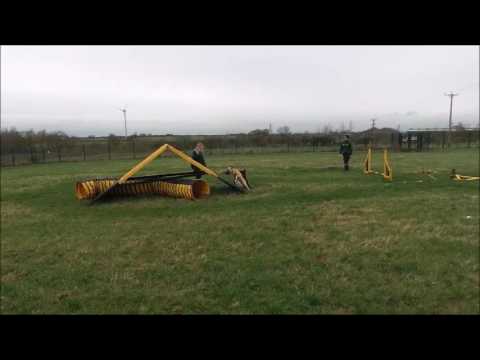 Dogs Trust Loughborough - Nemo - YouTube