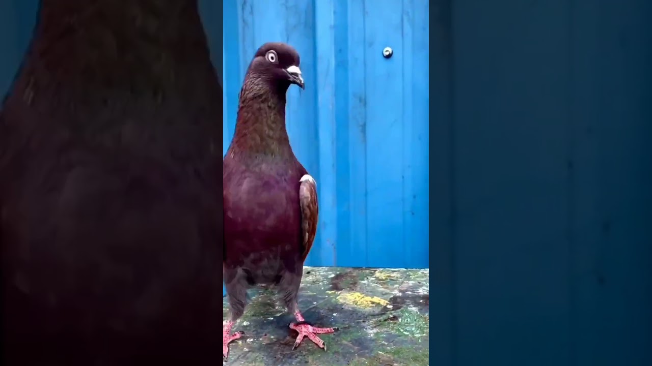 kabutar pigeon status || breeding in kashmir || #pigeon lover || # ...