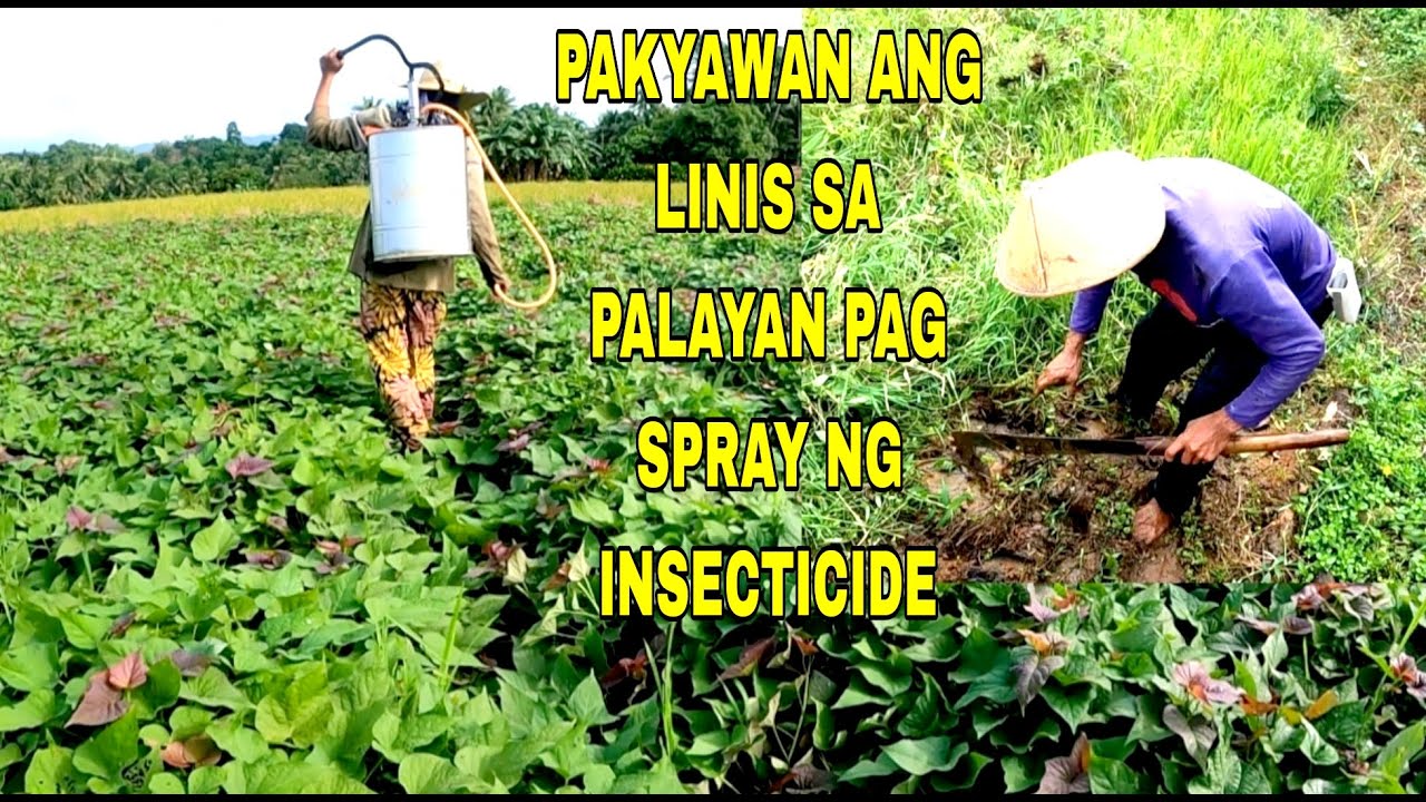 PAG SPRAY SA KAMOTEHAN AT PAG PAPATABAS SA PALAYAN - YouTube