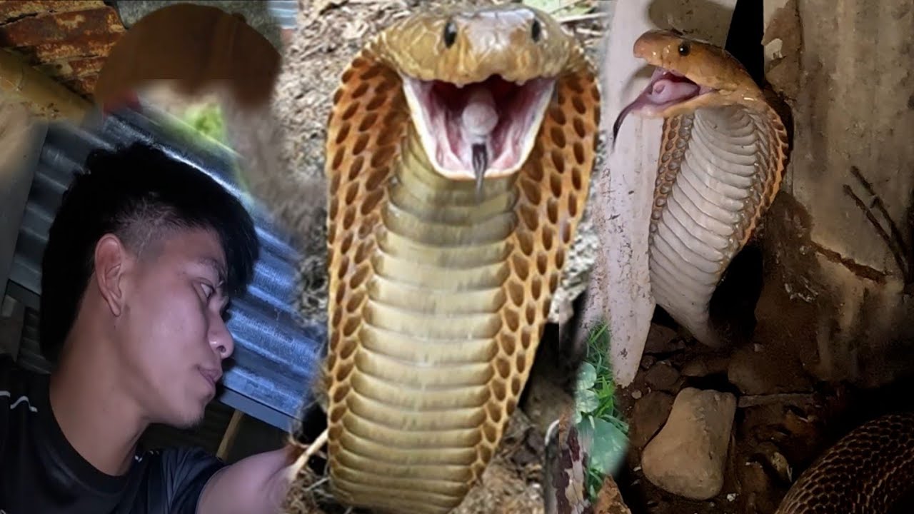 NAPALABAN SILA COBRA PRINCE SA MGA GALIT NA COBRA - YouTube